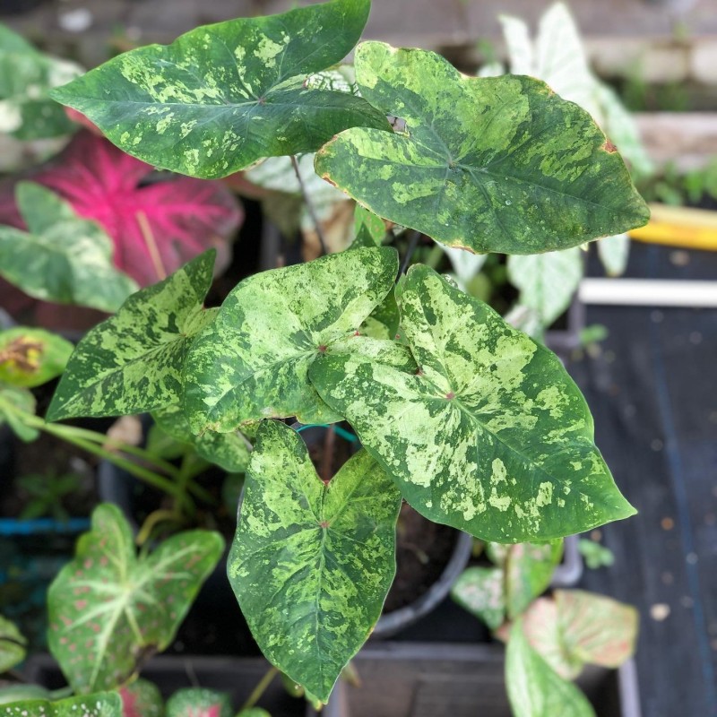 Caladium Letícia Valentina - A Beleza das Cores e Formas Únicas para ...