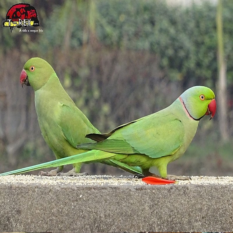 Descubra Nossas Deslumbrantes Aves Ring Neck em Variedades de Cores ...