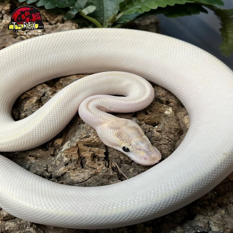 Compre Cobras Píton Legalizadas - Variedade Exótica e Documentação Completa