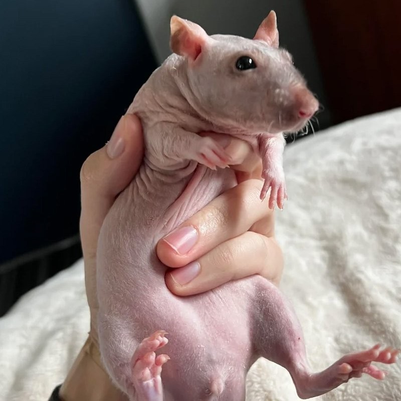 Rato Twister Hairless - Exclusividade e Adorabilidade sem Pelos