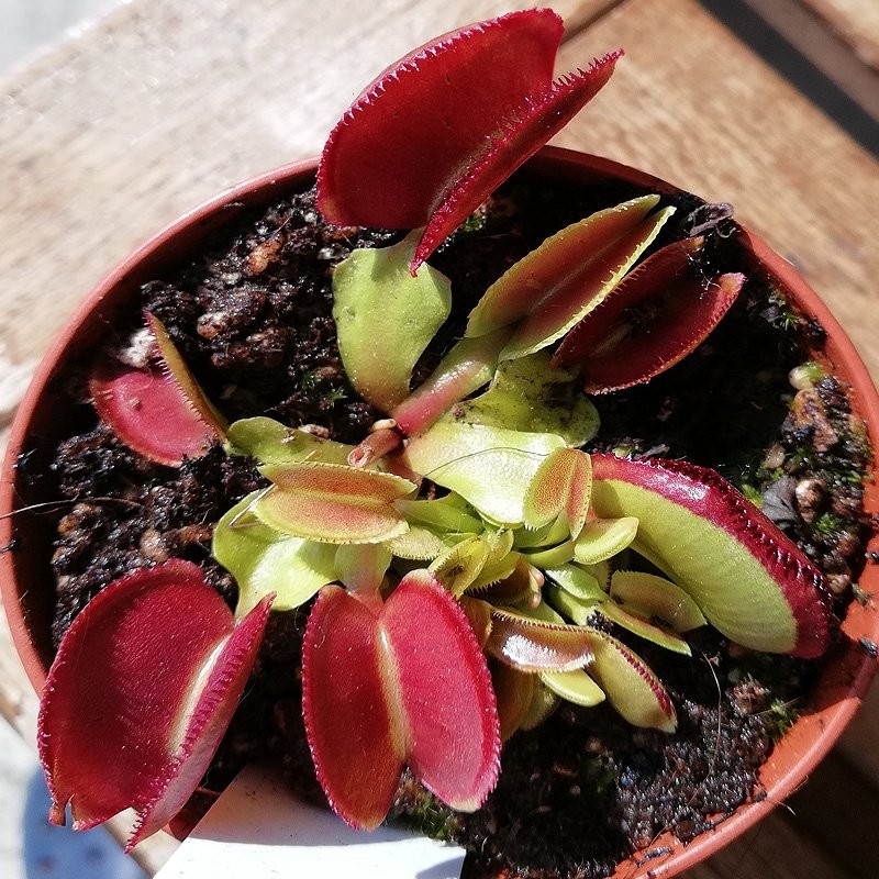 Dioneia Periscope - A Planta Carnívora Rara que Cativa e Protege!