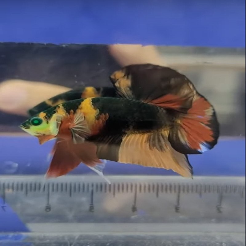 Peixe Betta Neon Linhagem Vibrante