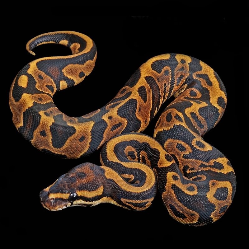 Cobras Python à Venda - Espécies, Cuidados e Curiosidades