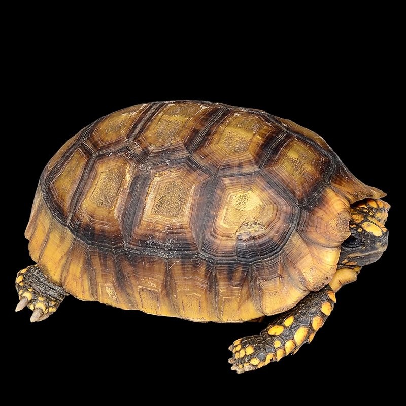 Jabuti Legalizado: Guia de Cuidados e Curiosidades