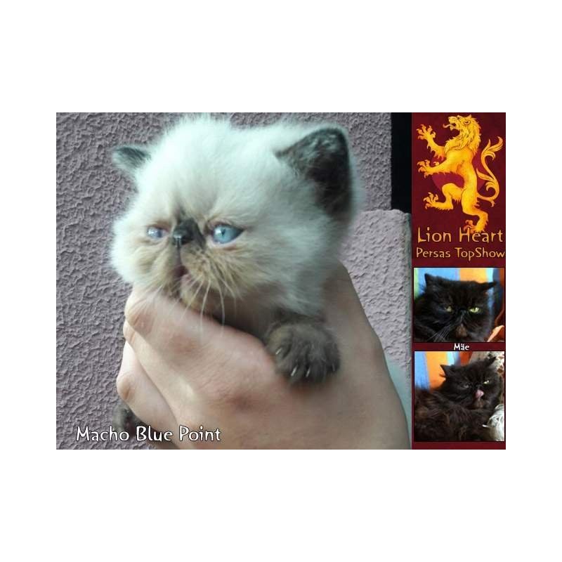 Gato Persa Top Show Maringá