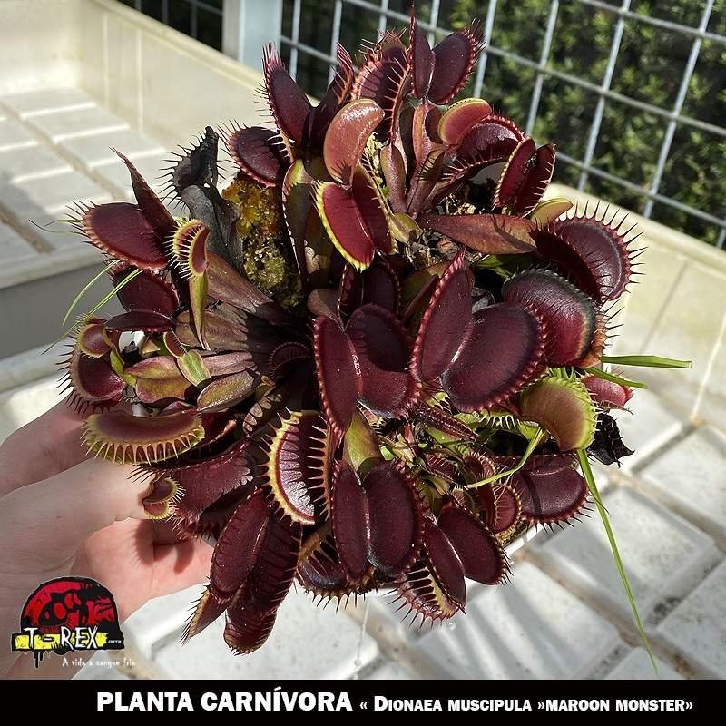 Adquira agora a Planta Carnívora Dionaea Muscipula Maroon Monster
