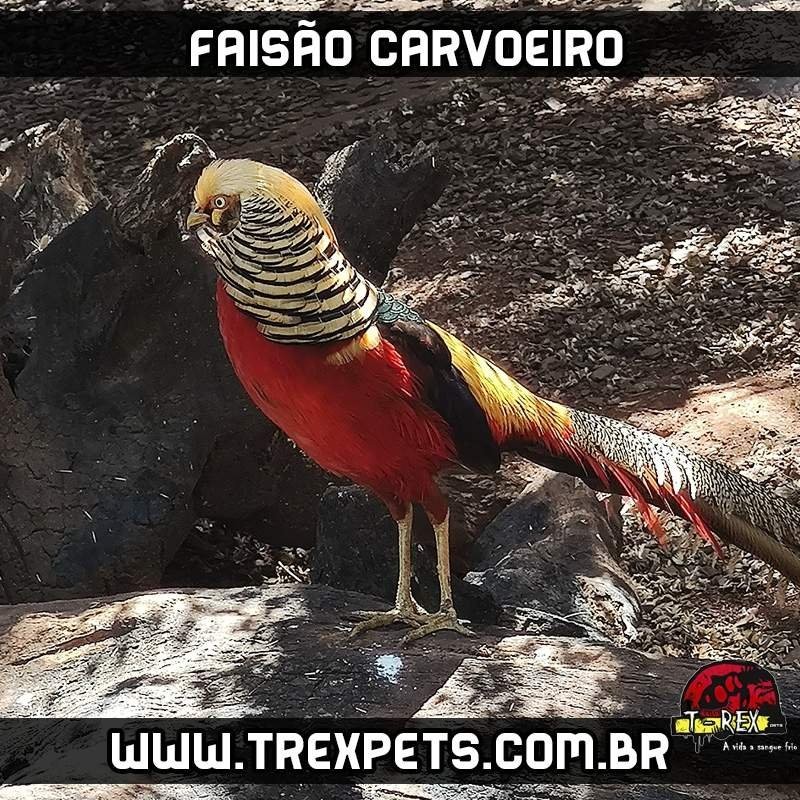 Exuberância e Elegância: Faisão Carvoeiro à Venda - Filhote, Adulto ou ...