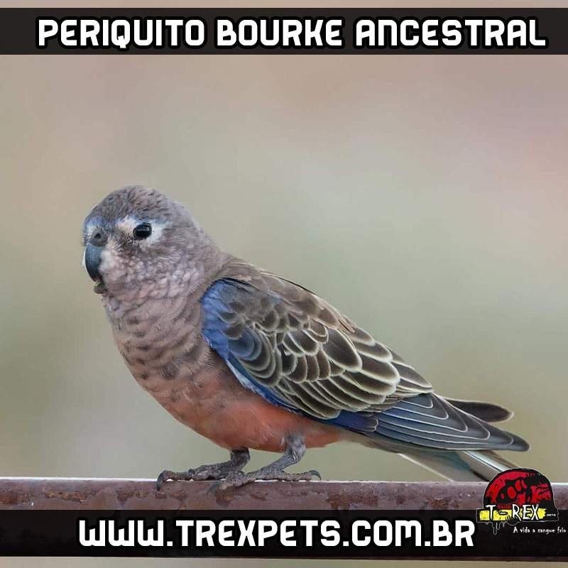 Periquito Bourke Ancestral - Beleza Natural e Encanto Sereno | Adquira ...