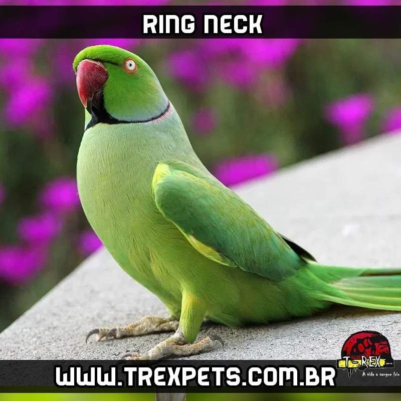 Ring Neck Verde - A Elegância da Natureza em Cores Vibrantes.