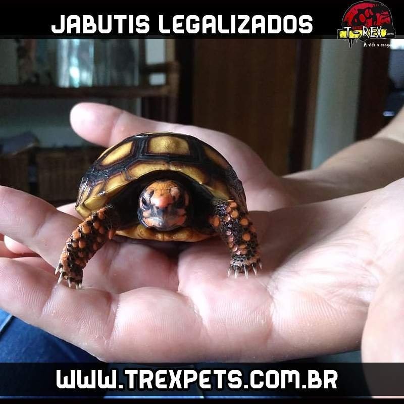 Comprar um Jabuti Legalizado