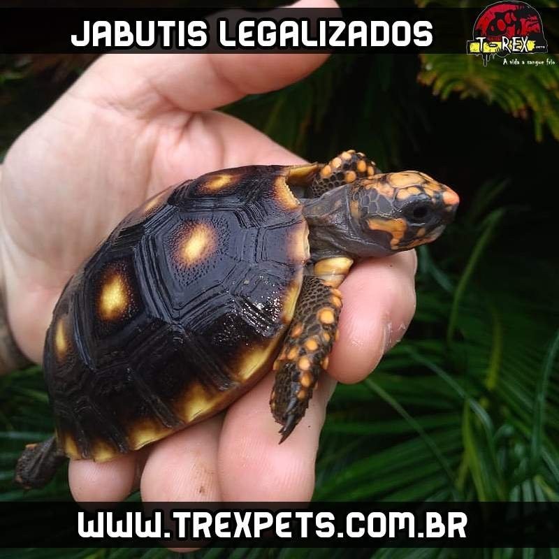 Venda de Jabutis Legalizados