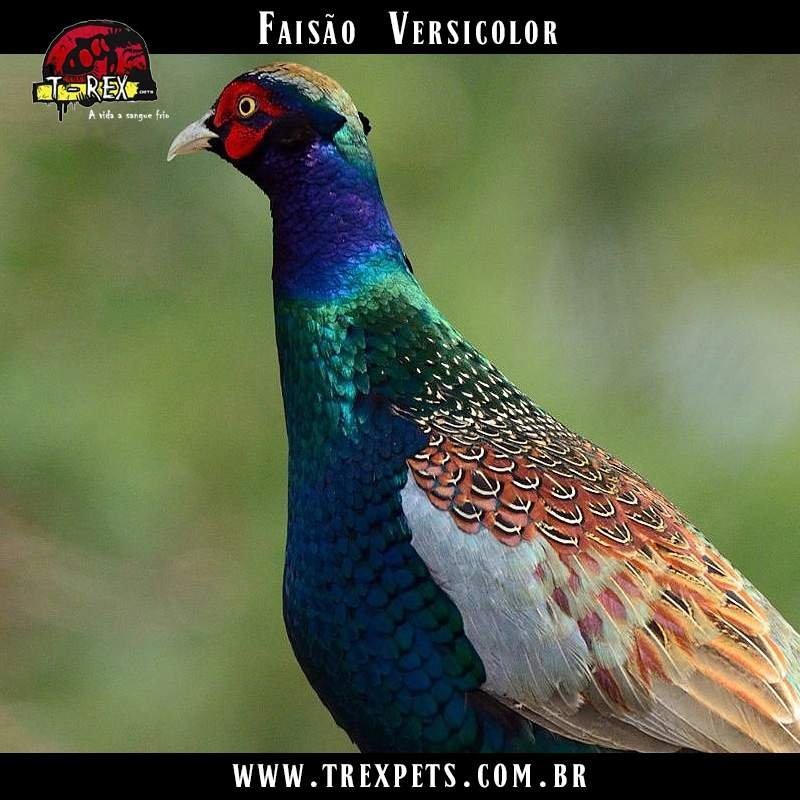 Casal Faisão Versicolor - Beleza e Elegância para o seu Criatório!