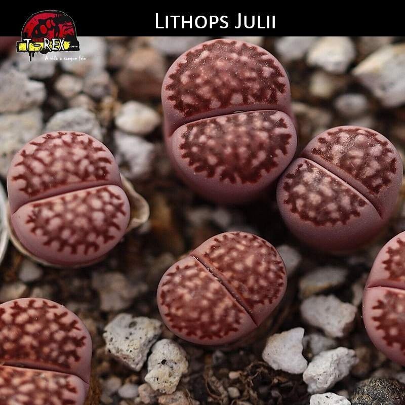 Compre agora Lithops - Cacto Pedra de alta qualidade | Dicas de cuidados