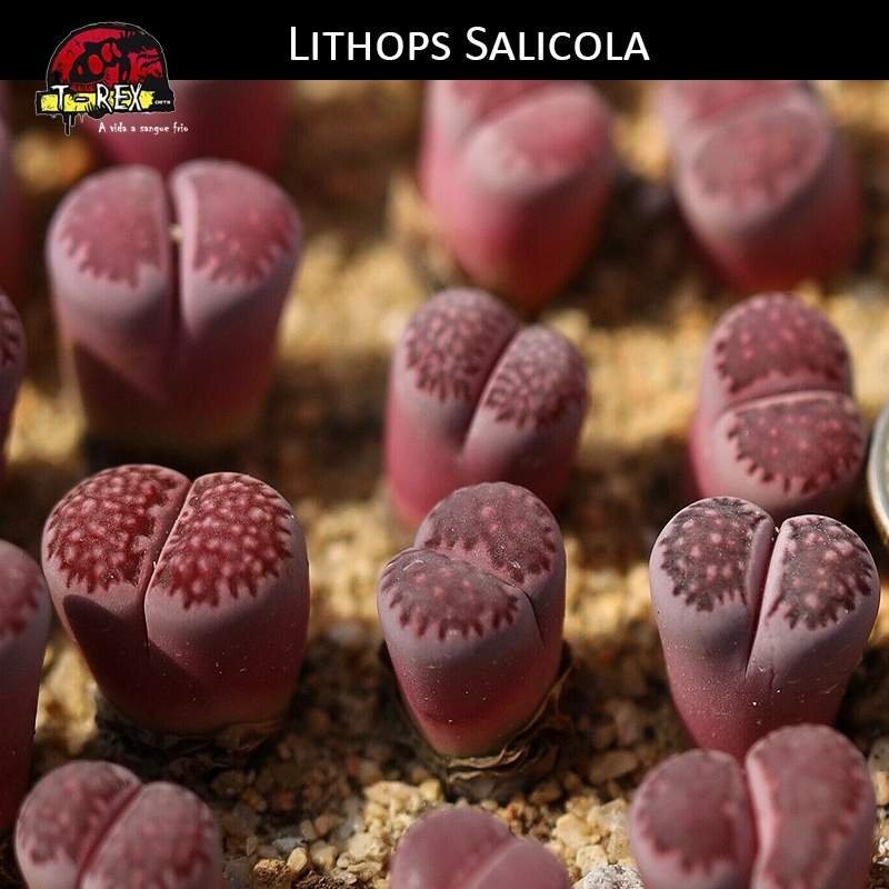 Cacto Pedra Lithops - Descubra a Beleza da Pedra Viva