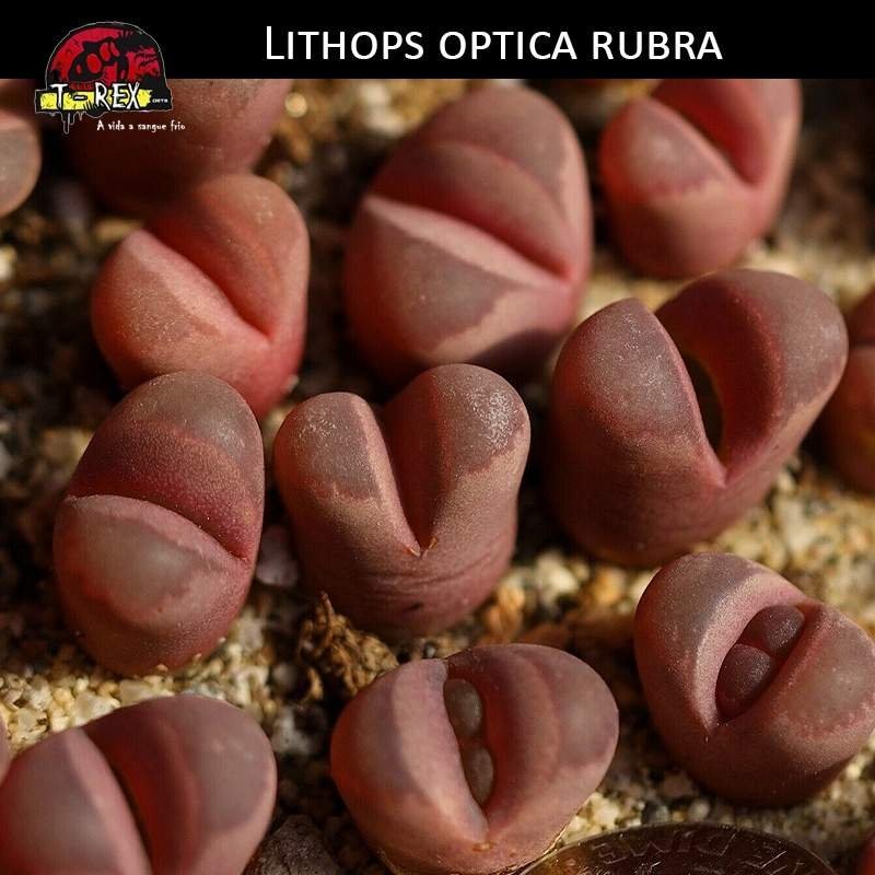 Cactos Pedra - Lithops: Conheça a planta suculenta mais fascinante do mundo