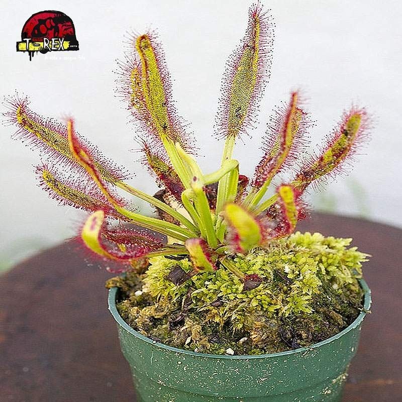 Compre agora a planta carnívora Drosera Hercules | Envio rápido e seguro