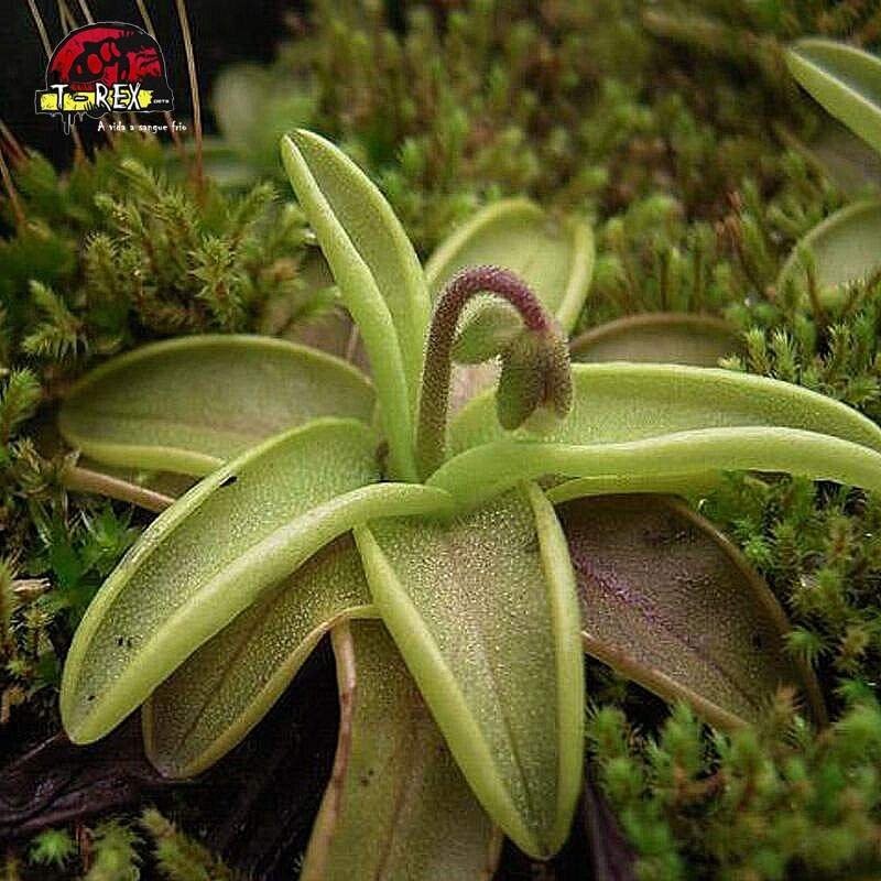 Planta Carnívora - Pinguicula Primuliflora