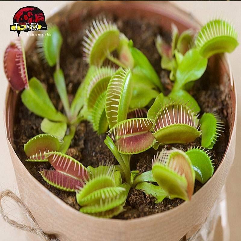 Muda de Planta Carnívora: Como Plantar e Cuidados Essenciais