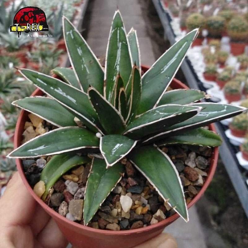 Agave Victoriae Reginae - A Elegância Majestosa das Suculentas.