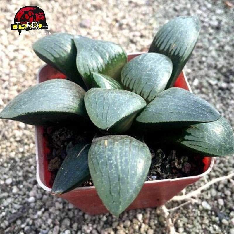 Muda de planta Coleus: A planta fácil de cuidar e versátil perfeita ...