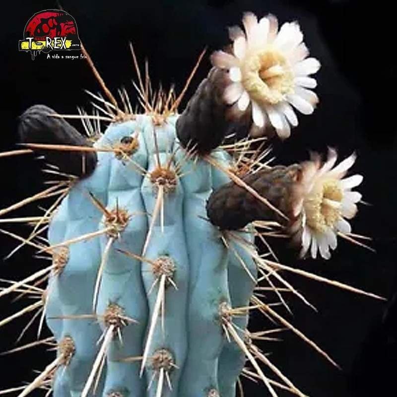 Cacto Raro à venda - Adquira sua Muda de Planta Cacto Exclusiva agora ...