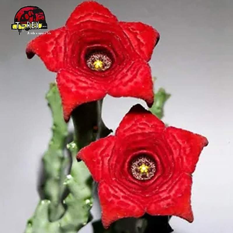 Compre sua Muda de Planta Suculenta Caralluma - Cuidados e Dicas Inclusos