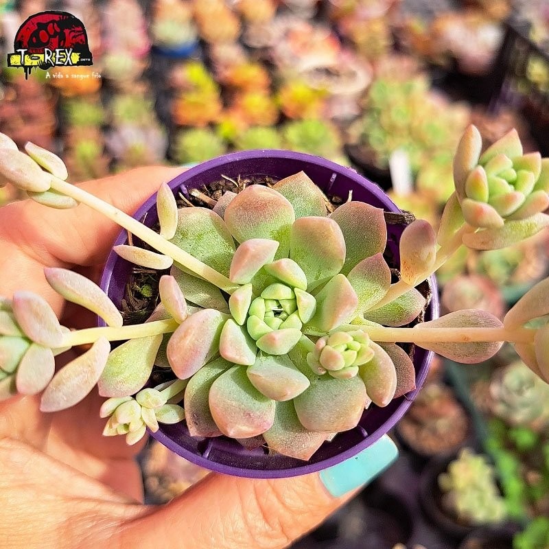 Echeveria Prolifica - Suculentas Exuberantes para Encantar seu Espaço