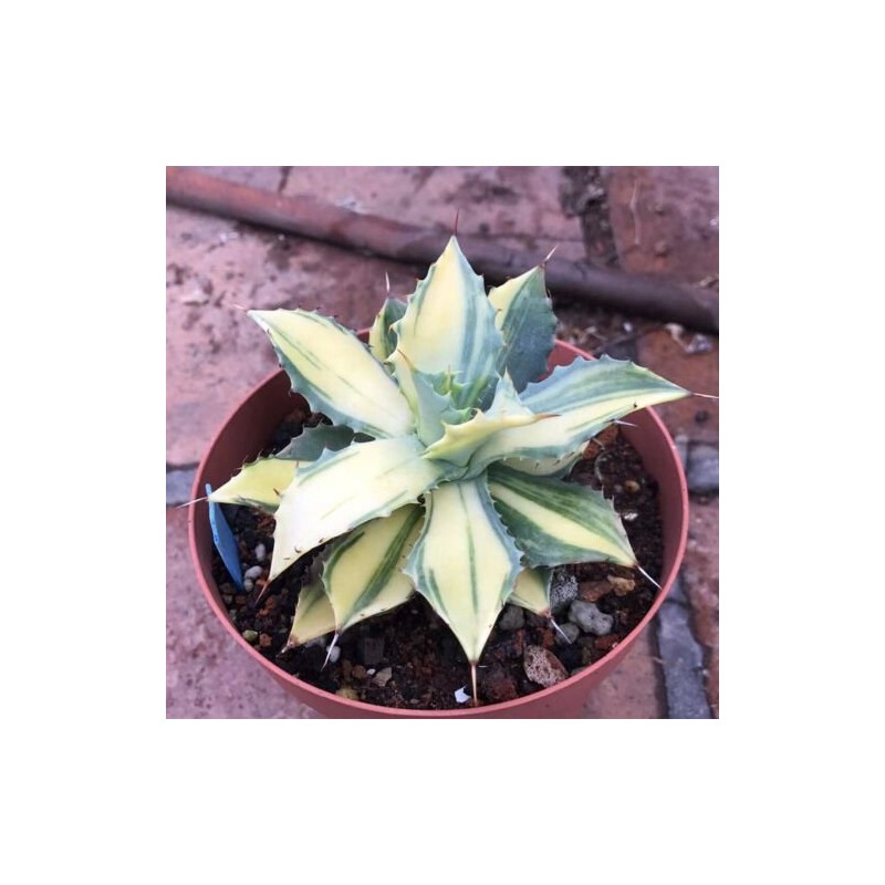 Descubra a Elegância da Suculenta Agave Versaffelti Variegata - Compre ...
