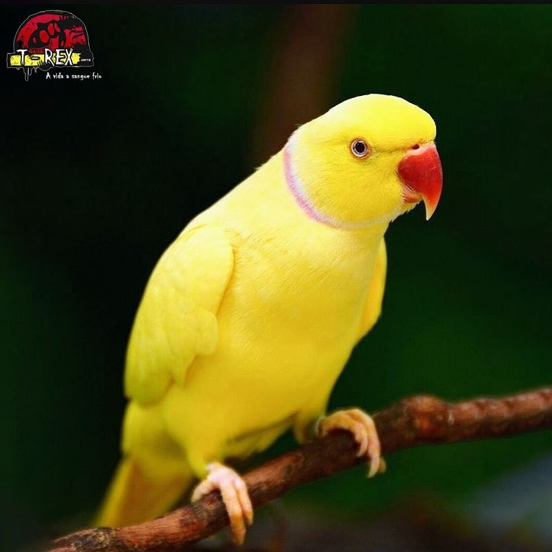 Adquira Agora Adoráveis Ring Necks - Cores Exóticas e Companheirismo Único.