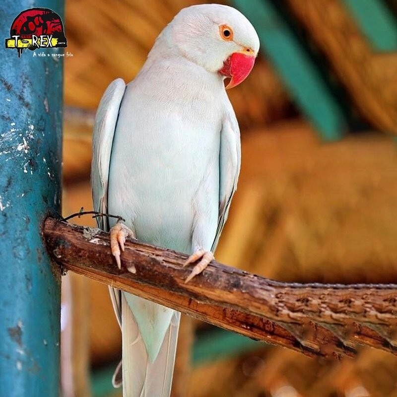 Adquira Agora Adoráveis Ring Necks - Cores Exóticas e Companheirismo Único.