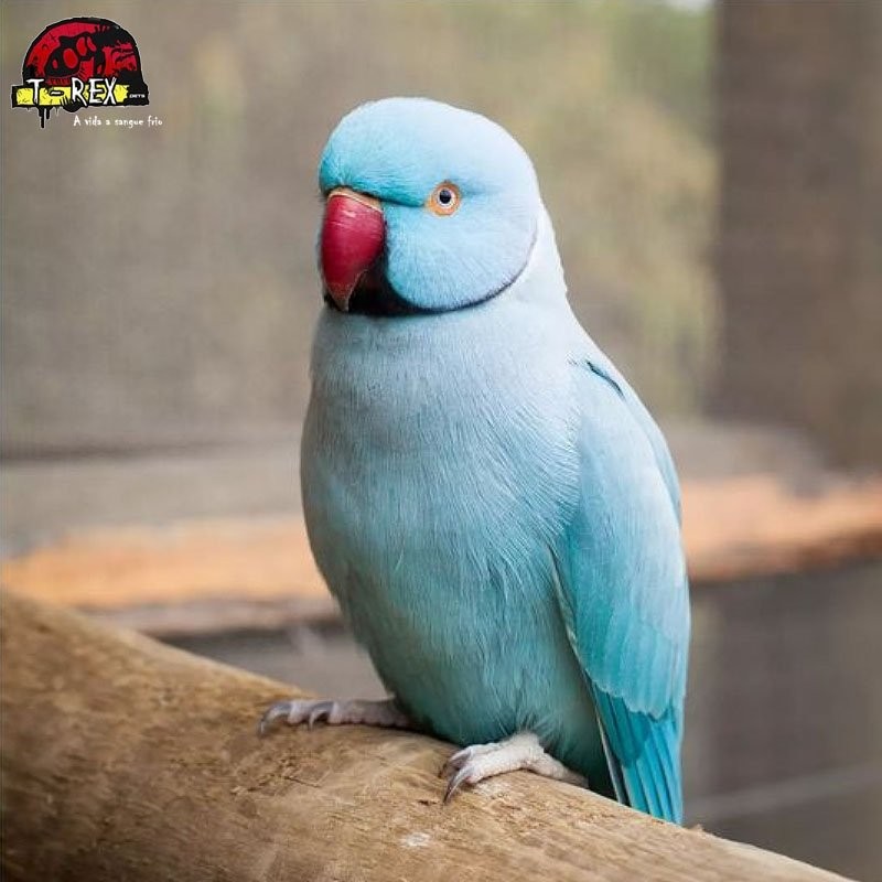 Adquira Agora Adoráveis Ring Necks - Cores Exóticas e Companheirismo Único.