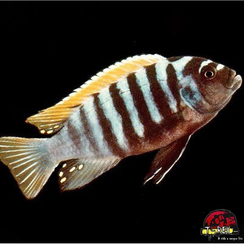 Comprar Ciclídeos Africanos - Comprar Peixes Online