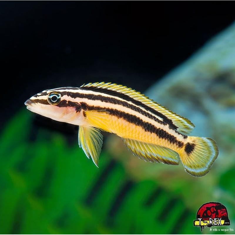 Comprar Ciclídeos Africanos - Comprar Peixes Online