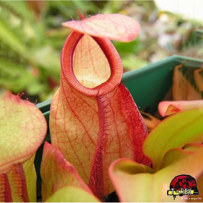 Planta Carnívora - Cephalotus follicularis: Como Cuidar e Cultivar